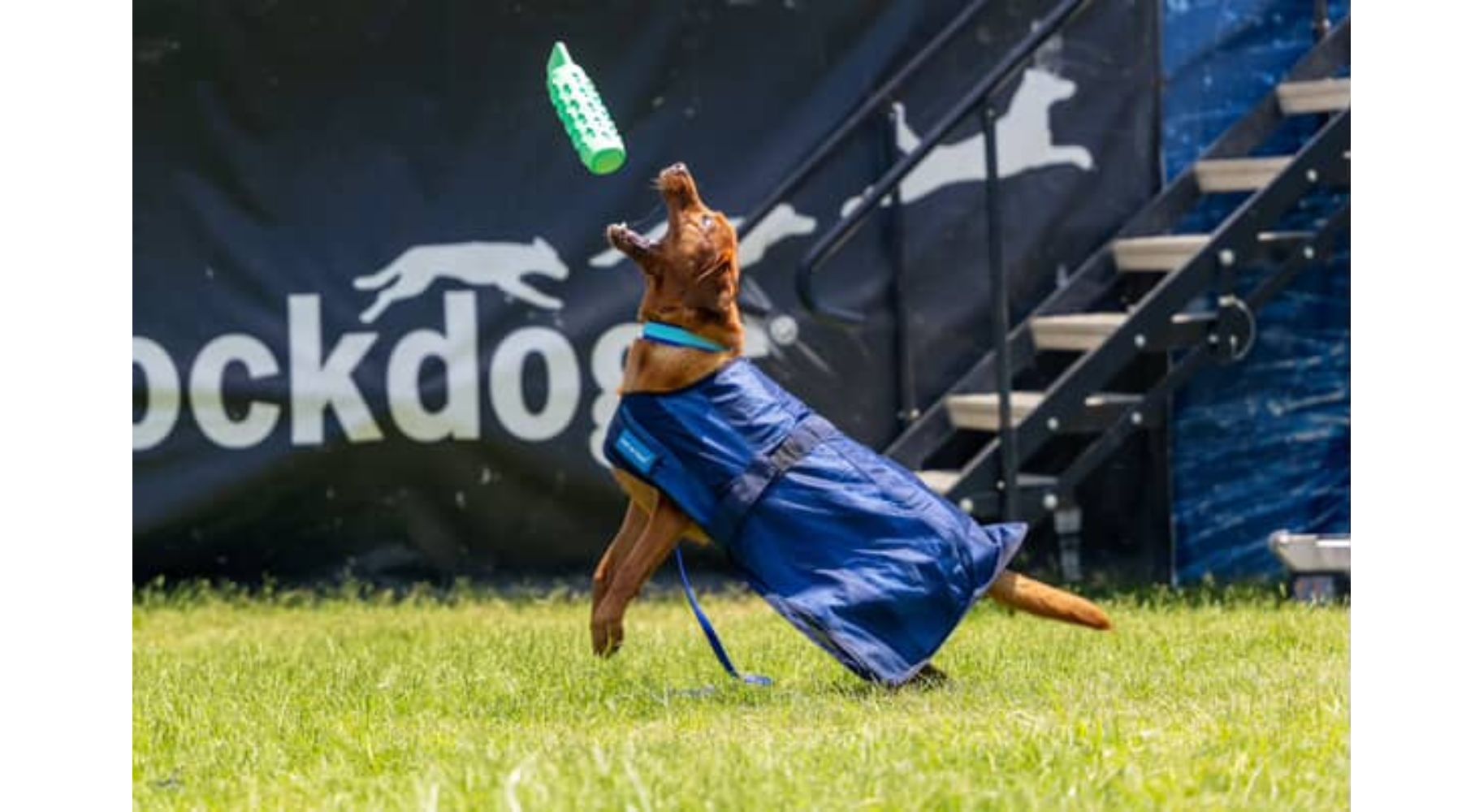 Unleashing Joy with UpDog - Back on Track USA