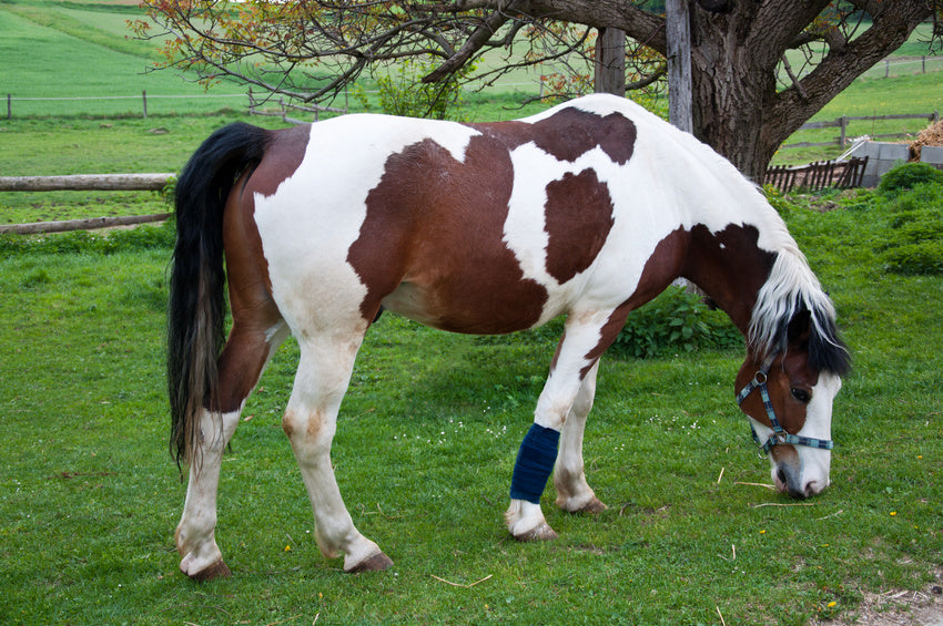 Three Signs That Your Horse Is Injured - Back on Track USA