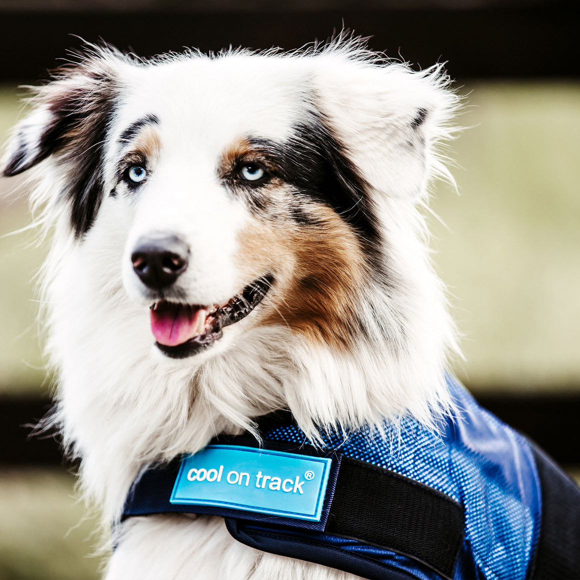 Cool on Track Dog Coat | Advanced Cooling Technology | Back on Track ...