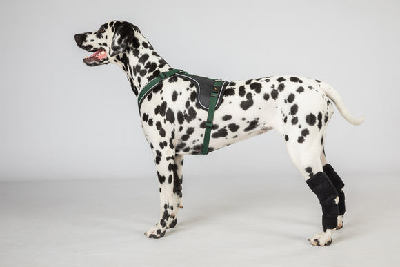 Dixie Dog Hock Brace | Dog Leg Brace | Back on Track USA - Back on ...